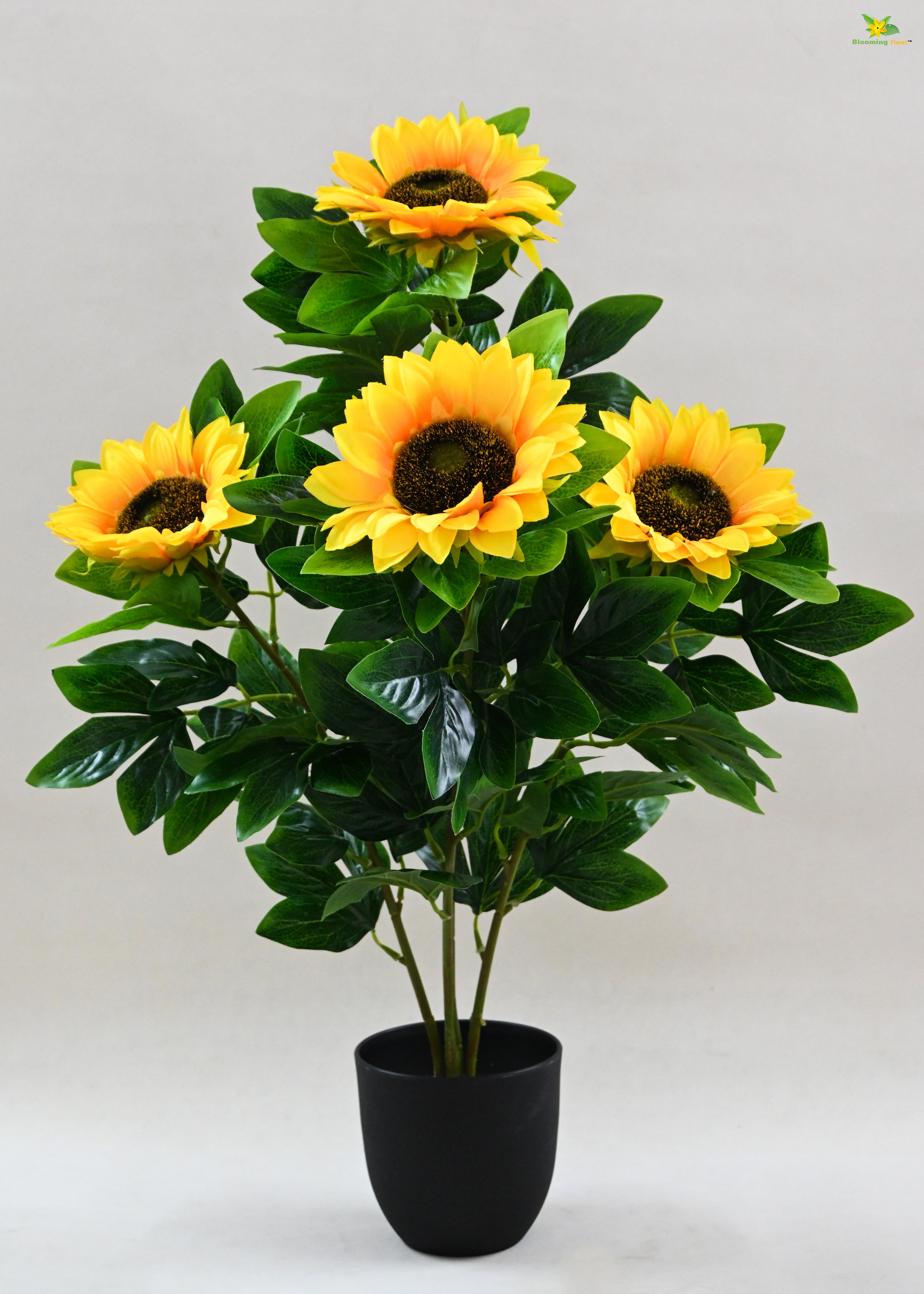 Sunflower Plant – Blooming Floret